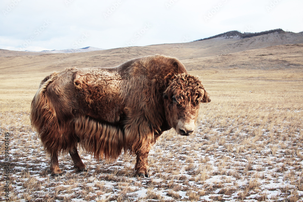Wild yak in the golden steppe of Olkhon island Stock Photo | Adobe Stock