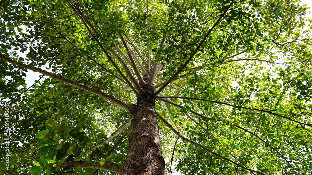 Trunk with green branches and leaves. In the bottom view of a tropical ...