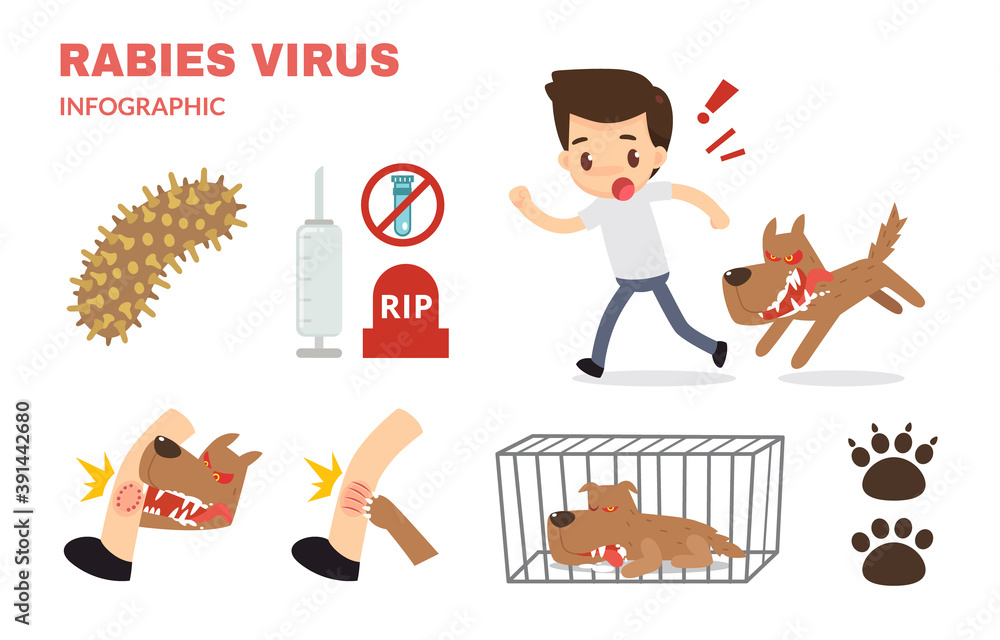 Rabies cartoon infographic. Hydrophobia. Infographic Vector ...