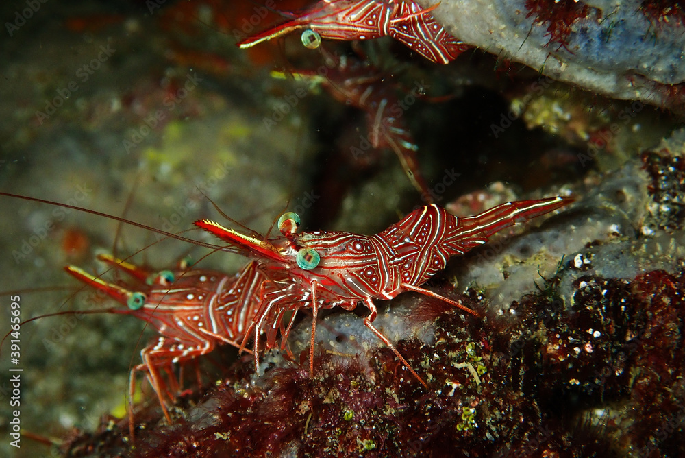 Durban dancing shrimp Stock Photo | Adobe Stock
