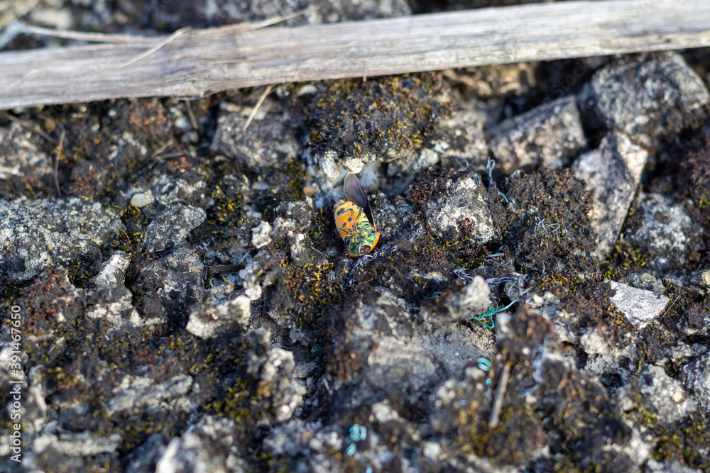 upside down dead green and orange insect being consumed by ants Stock ...