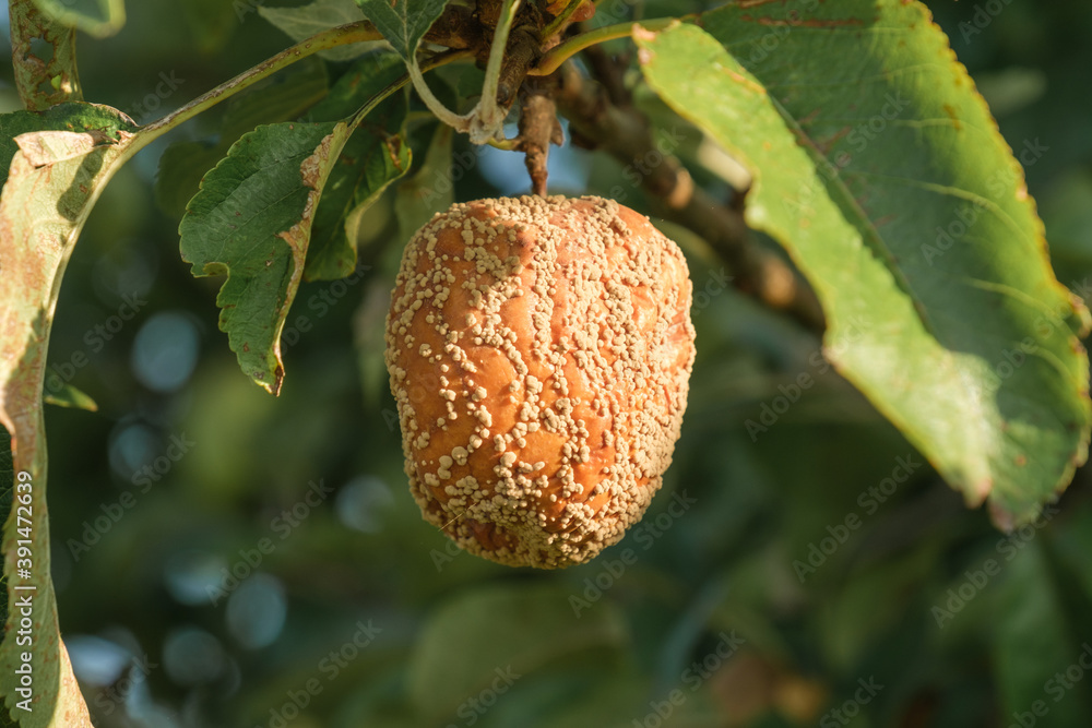 Ein brauner, verschimmelter Apfel hängt im Herbst in einem Apfelbaum ...