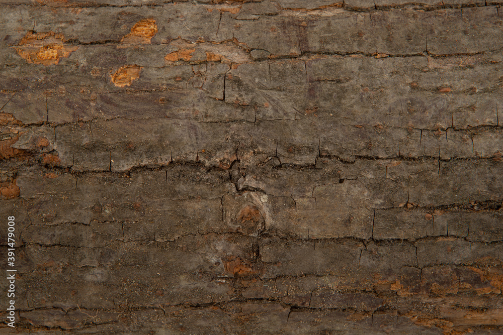 Wood texture - top view and close-up of the bark of a tree with large ...