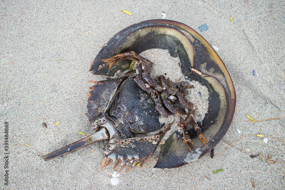 Horseshoe crab (Limulidae) died and upturned on the sand beach Stock ...