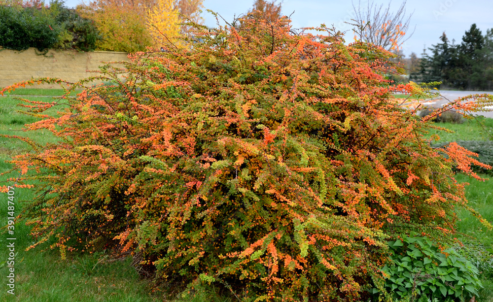 Berberis thunbergii, commonly called Japanese barberry, is a spiny ...