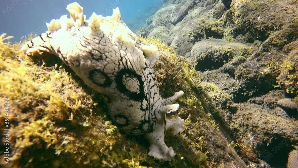 Shellfish sea slug underwater on bottom of volcanic origin in Atlantic ...