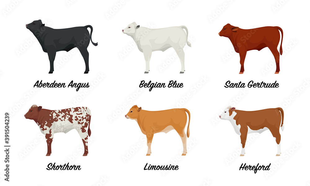 Different Types Of Beef Cattle