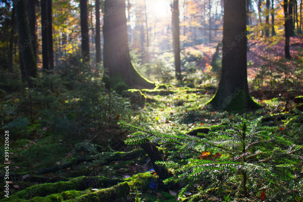 Wald mit Laub und Moos im Herbst Stock Photo | Adobe Stock