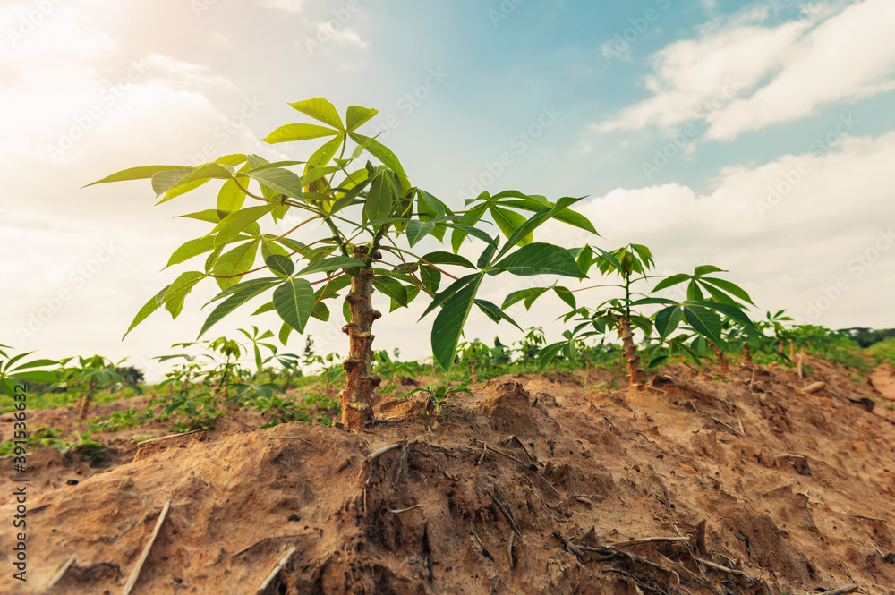 Photo & Art Print cassava tree in farm and sunset., lovelyday12