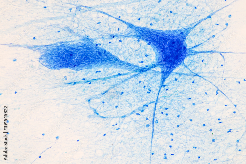 Education Spinal cord and Motor Neuron under the microscope in Lab ...