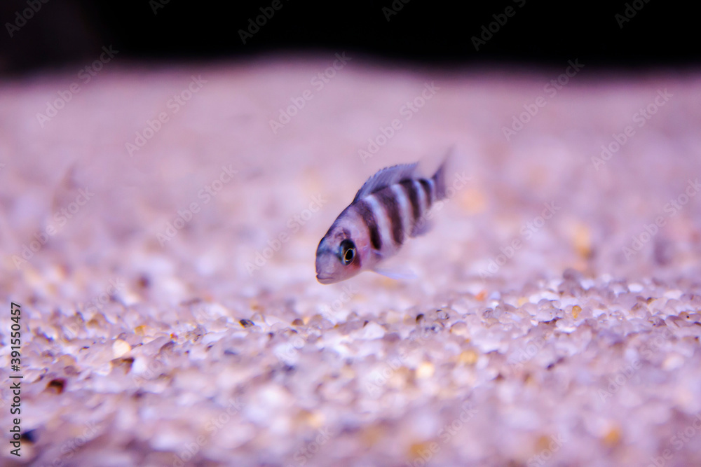 Horizontal close-up photo of a small isolated striped tropical fish ...