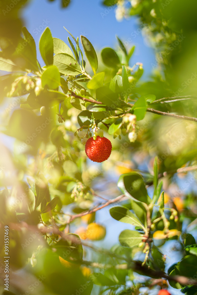 Arbutus on a tree known as medronho in Portugal ready for picking ...