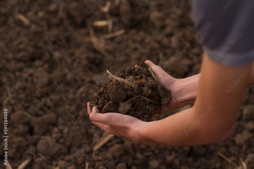 Hand of expert farmer hold soil from grounds to check quality to ...