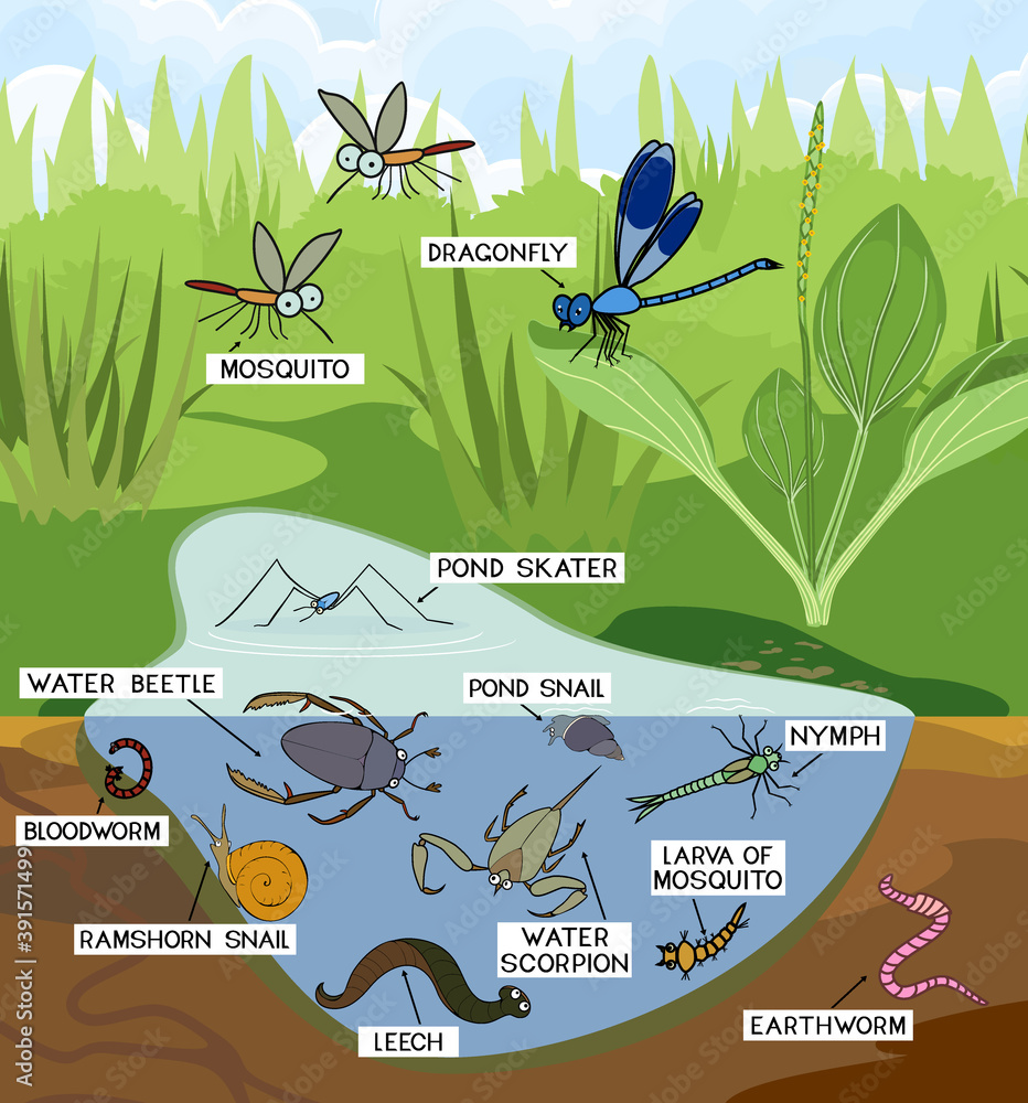 Ecosystem of pond. Insects and other invertebrates animals in their ...