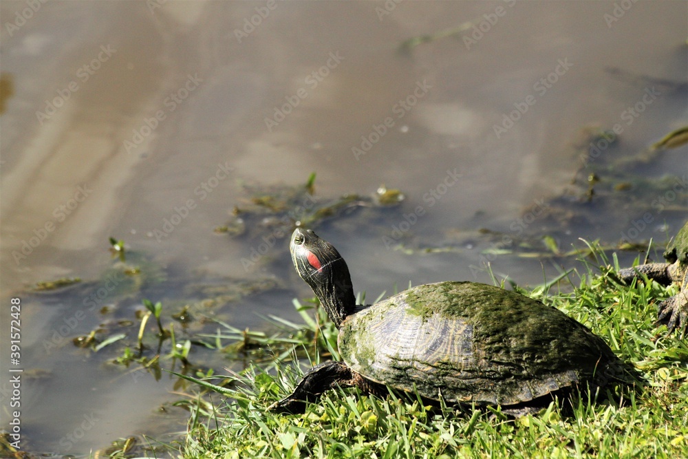 Turtles (red-eared slider) sunning in the Wolf Pen Creek Park, Texas ...