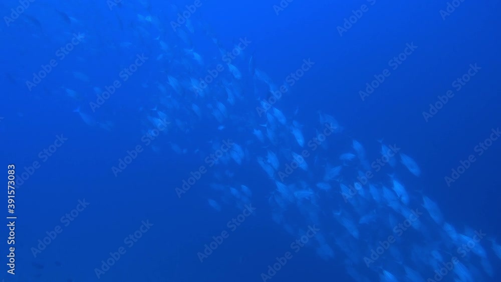 School of tuna tunny fish on the blue background of the sea under water ...