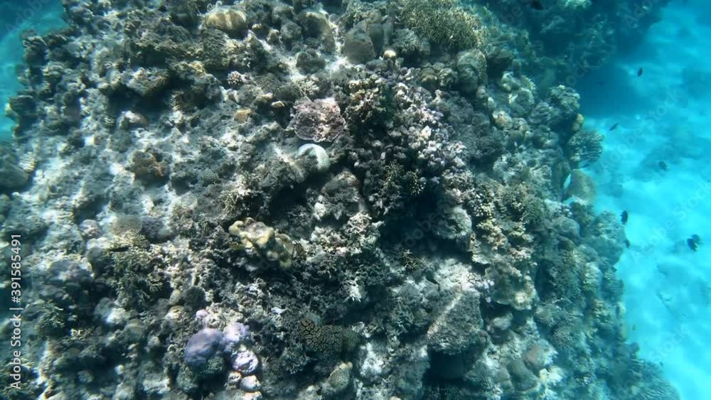 Fish swimming in sea waters at Furuzamami beach on Zamami island ...