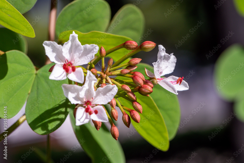 Beautiful Lysiphyllum hookeri plant,commonly call including Alibangbang ...