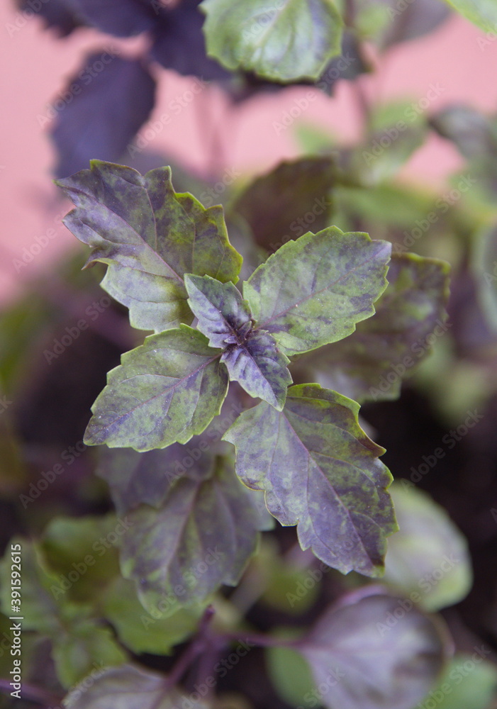 Purple basil, ocimum basilicum plant, aromatic edible medicinal plant ...