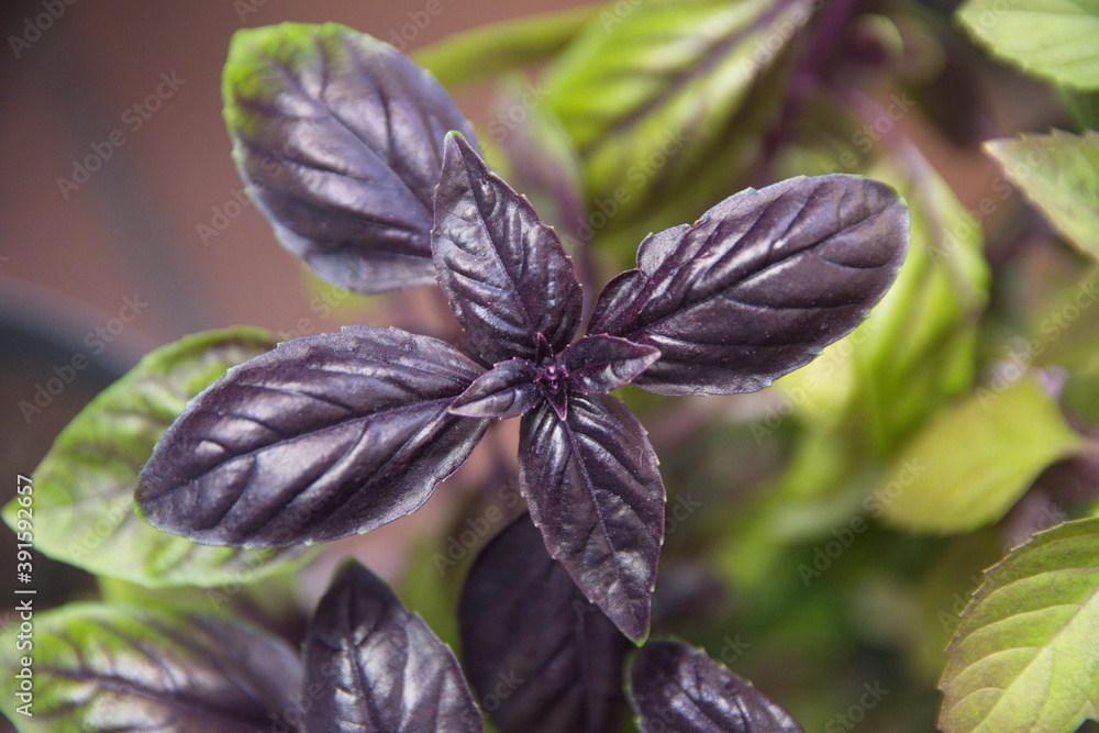 Purple basil, ocimum basilicum plant, aromatic edible medicinal plant ...