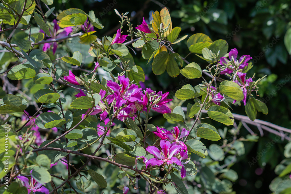Butterfly Tree Bauhinia