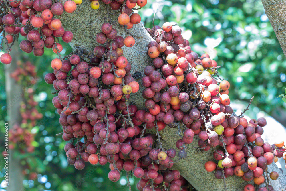 The fruit of Ficus Racemos.The common name Fig fruit,cluster fig tree ...