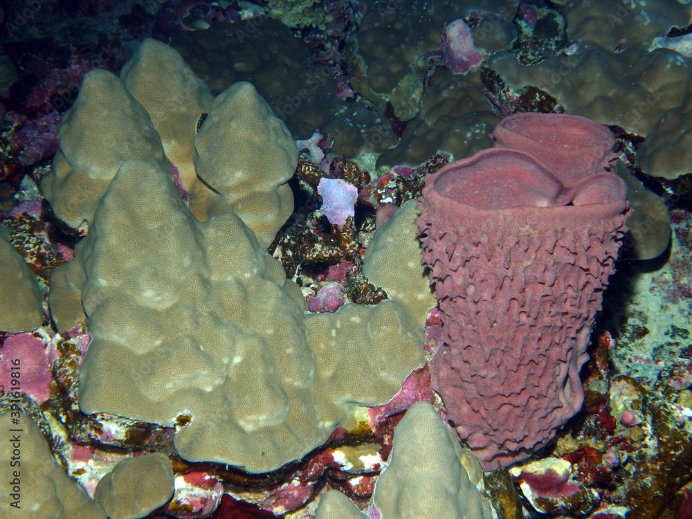 Dome coral and Prickly Tube Sponge in Red Sea near St. Johns, egypt ...