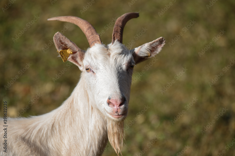 capra caprone corna latte capra capretta caprone stalla allevamento ...