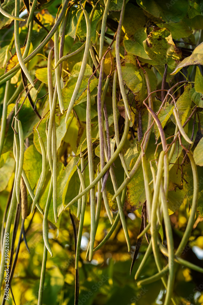 Catalpa bean pods. Common names include southern catalpa, cigartree ...