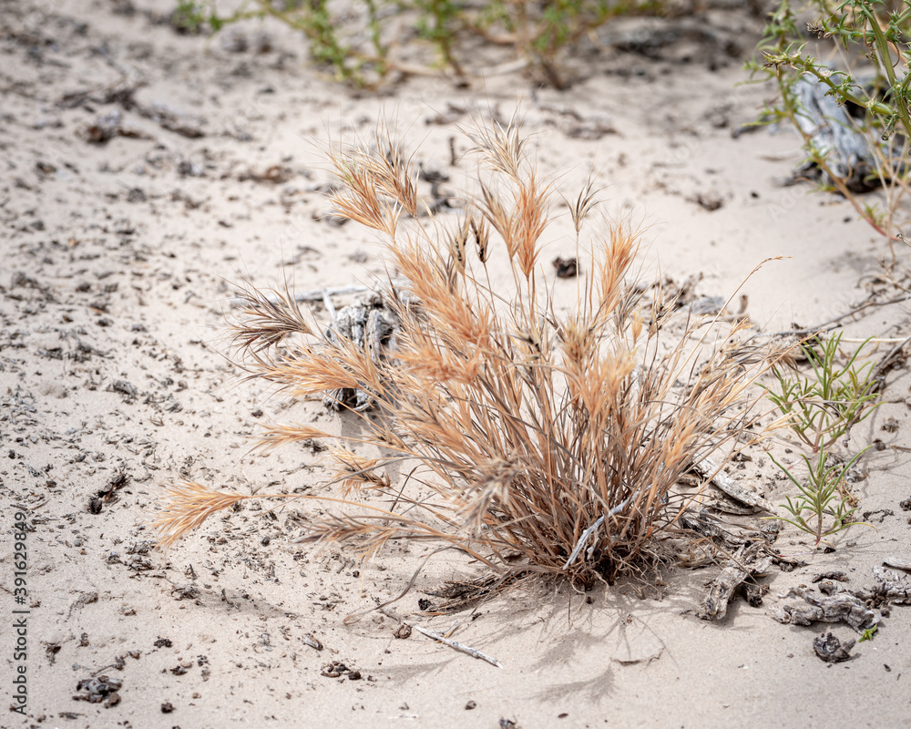 Red Brome (Bromus rubens) is a non-native invasive annual grass that ...