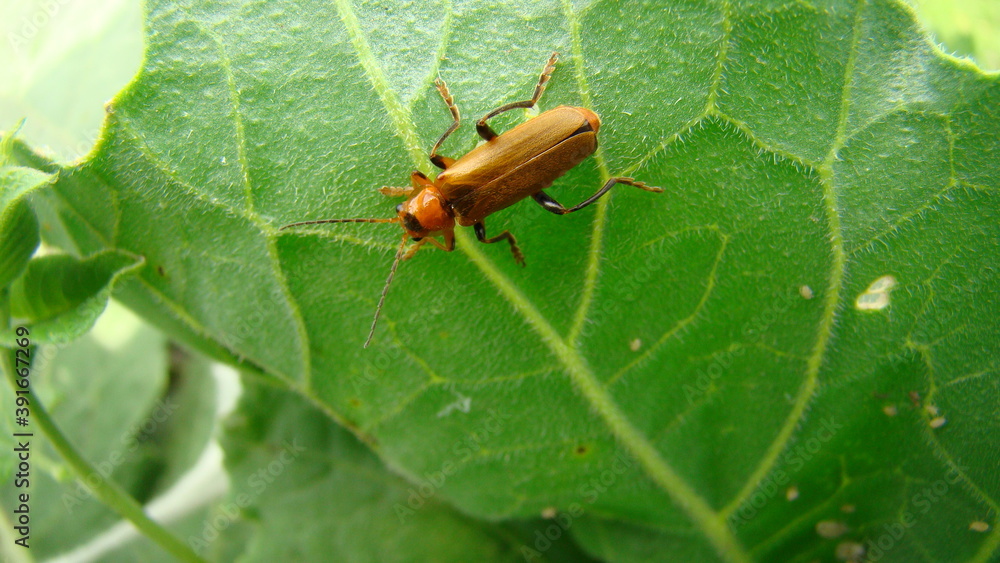 Beetle insect Orange beetle under the leaf A beautiful beetle on grass ...