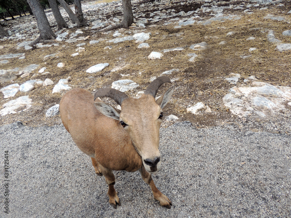 Ram in the forest Stock Photo | Adobe Stock