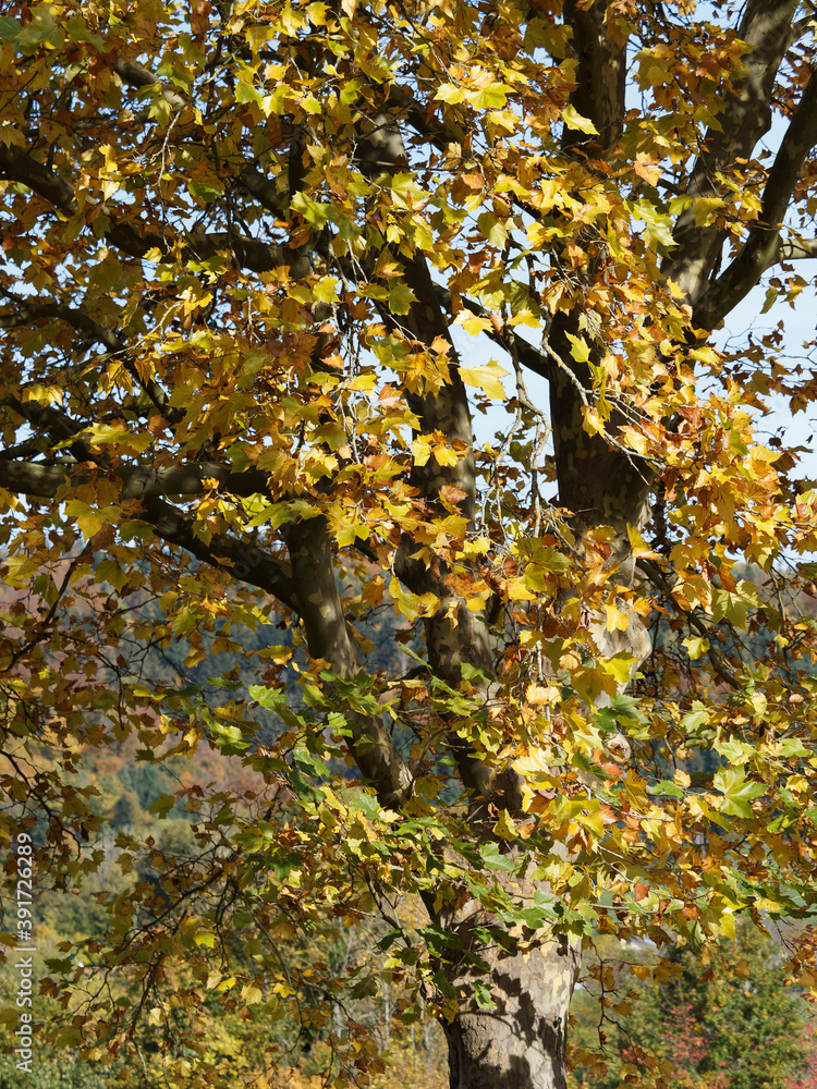 Foto de Platane commun, Platanus hispanica, au tronc droit, écorce ...