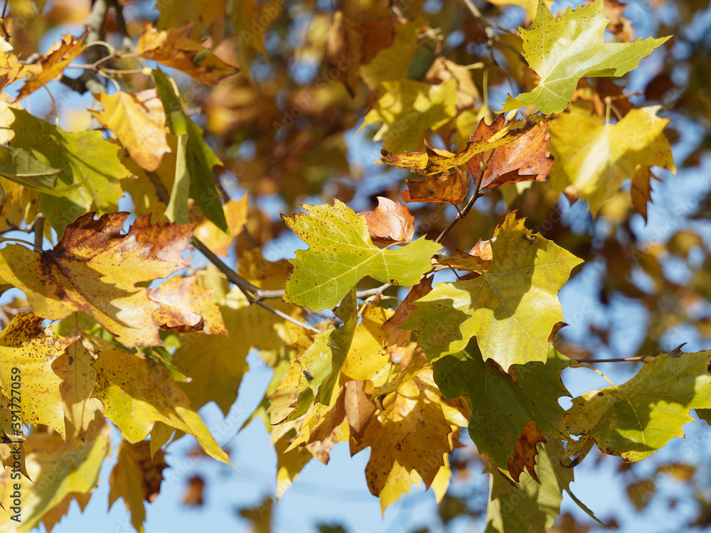 Feuillage orange, jaune et vert aux couleurs d'automne de platane à ...