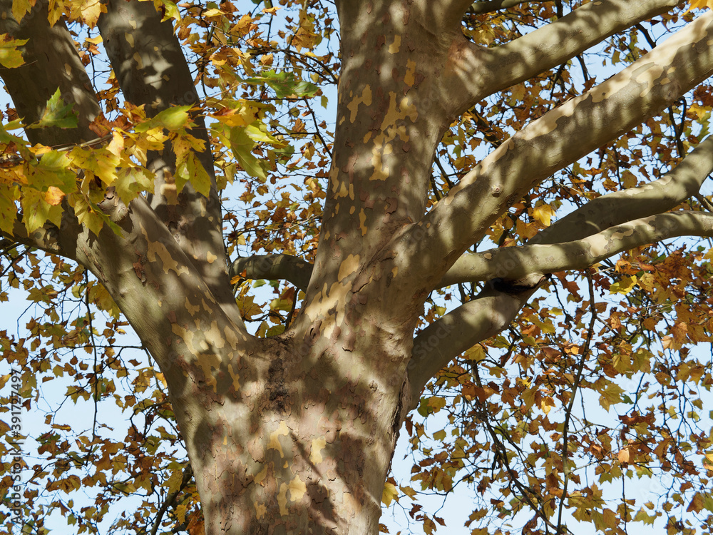 Platane commun, Platanus hispanica, au tronc droit, écorce lisse, en ...