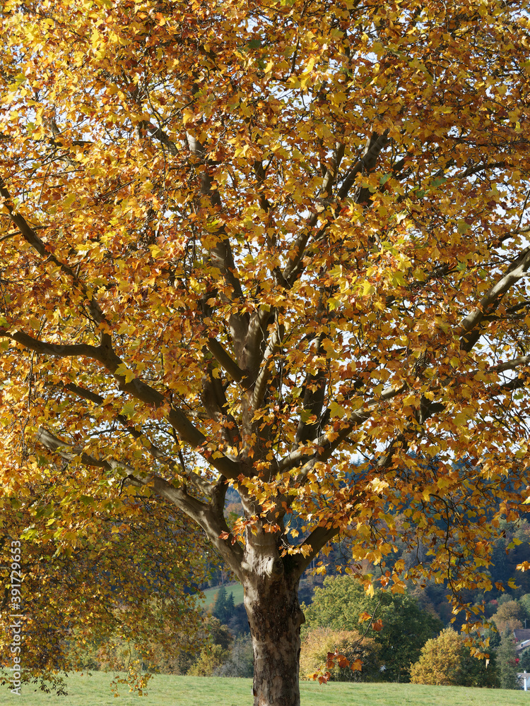 Platanus hispanica ou acerifolia ou platanes à feuilles d'érable au ...