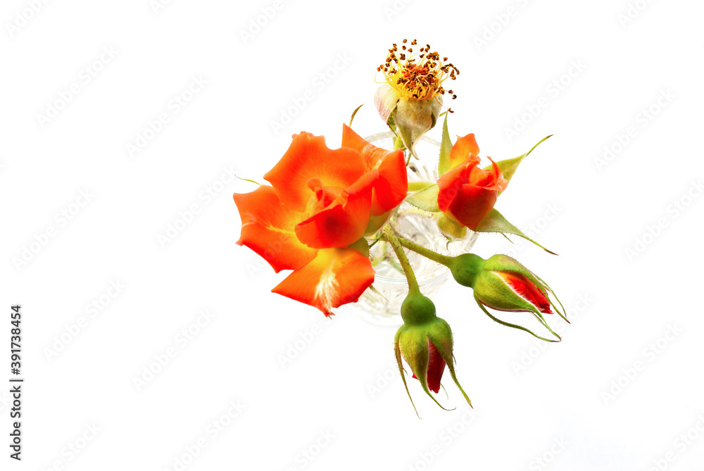 Orange roses in glass vase isolated on white background. Flowers life ...