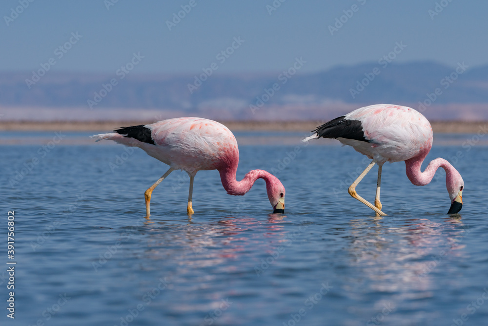 FLAMINGO-ANDINO - Phoenicoparrus andinus- Laguna Chaxa - San Pedro de ...
