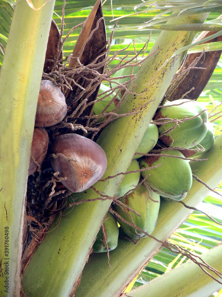 Coconuts on the tree Stock Photo | Adobe Stock