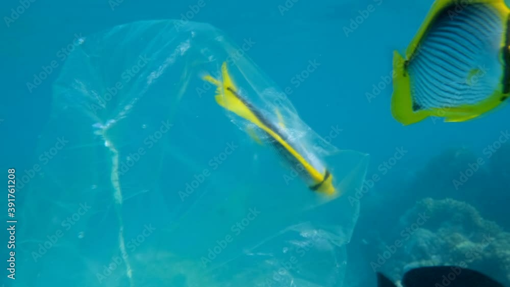 Butterflyfish a trapped in plastic bag and is trying to swim out of it ...