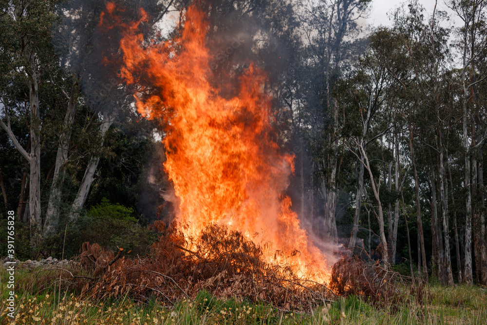 Fire - a stack of vegetation burns with high flames near a eucalyptus ...