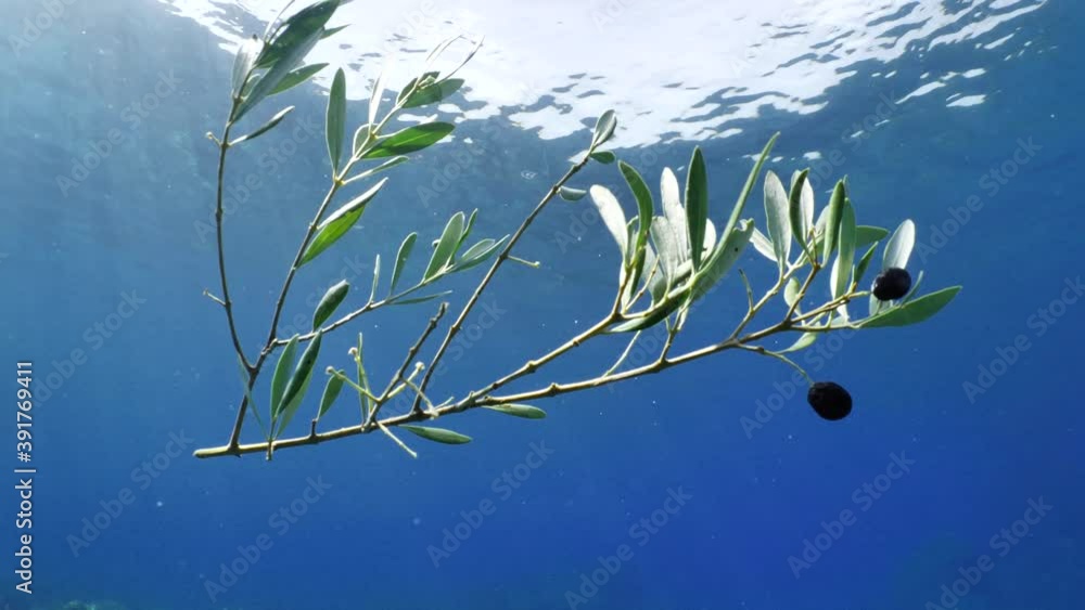 olive tree brunch underwater drifting in blue ocean with sun rays and ...