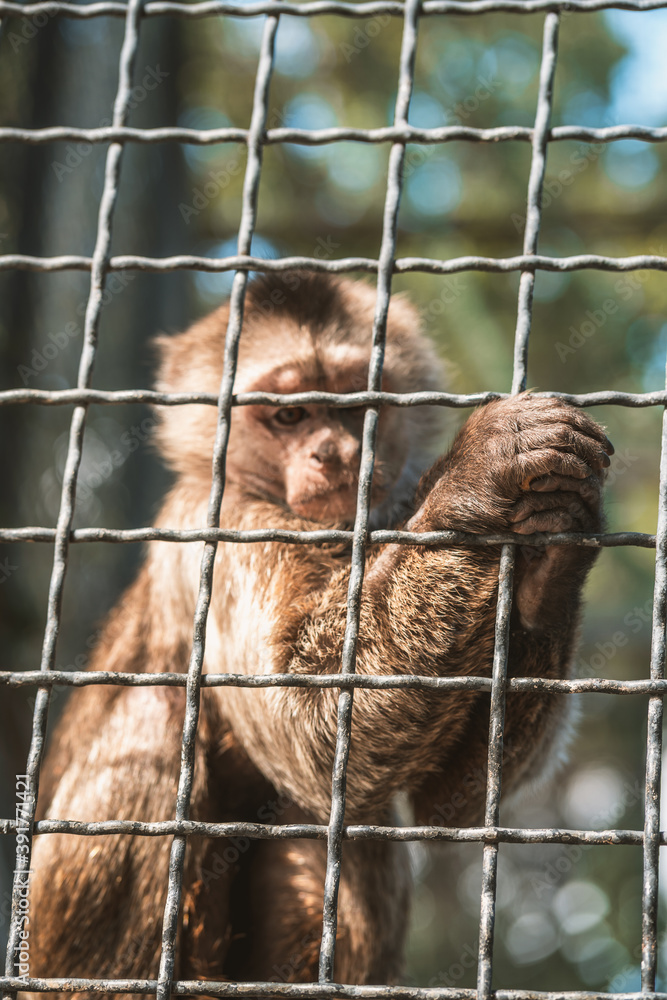 Little monkey holds on to the metal rods of the cage with its paws ...