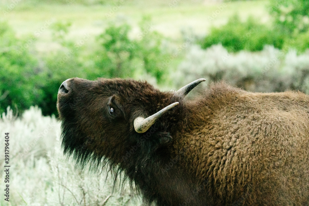 Cropped view of an adult bison lifting its head in the air foto de ...