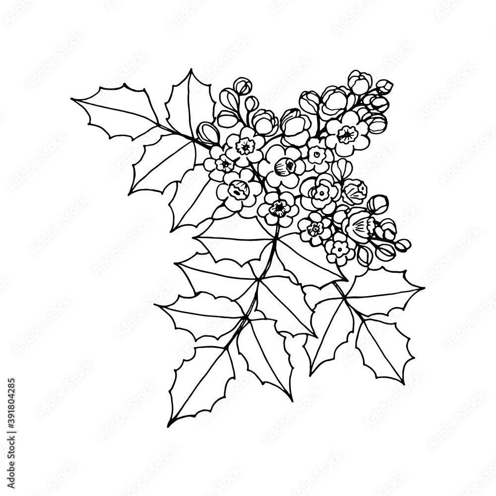 Mahonia aquifolium or Oregon grape branch with flowers and leaves black ...