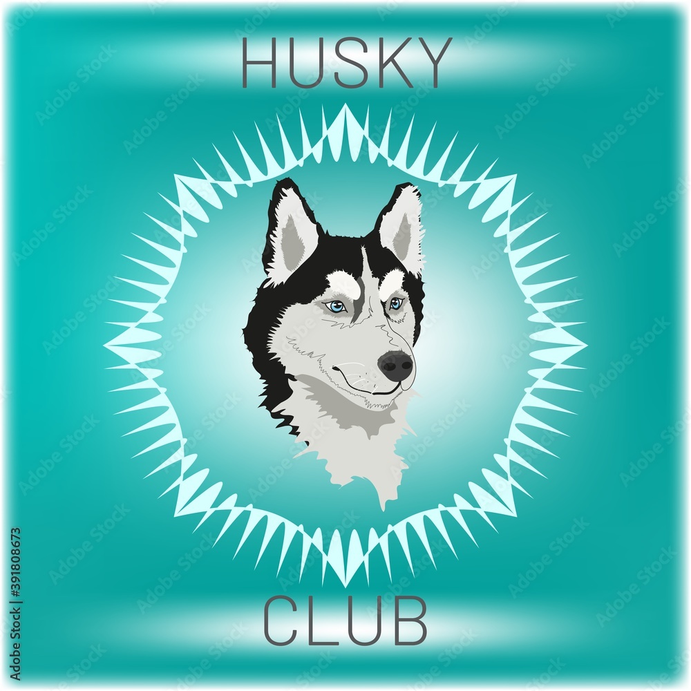 Vecteur Stock Realistic black and white blue-eyed fluffy siberian husky ...