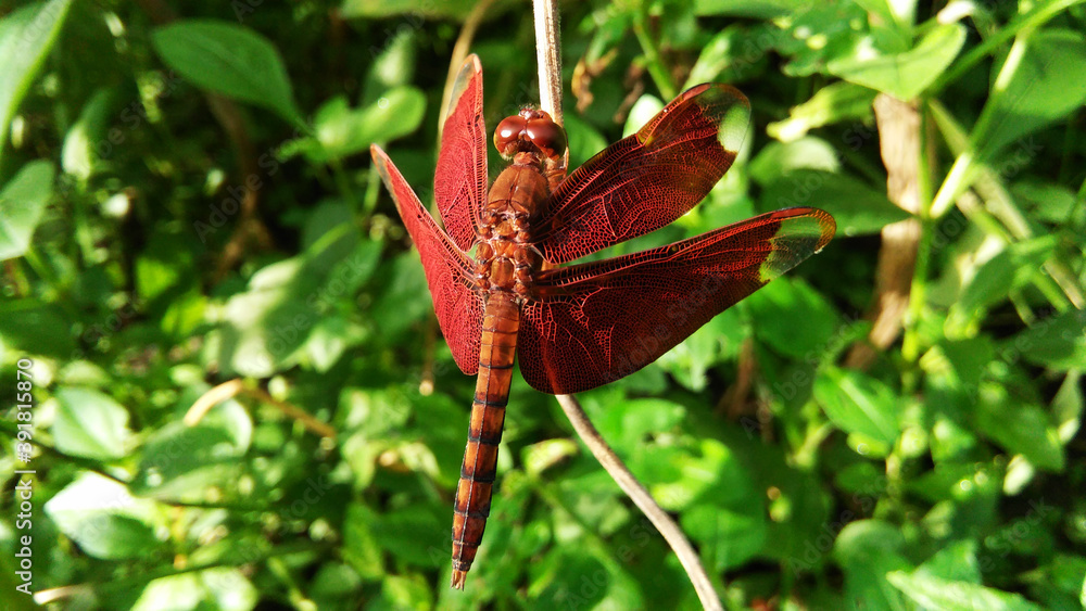 A beautiful red dragonfly Stock Photo | Adobe Stock