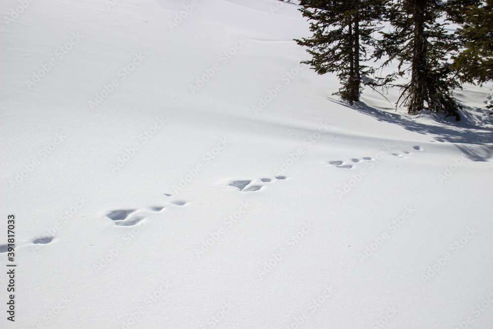 Rabbit Footprints In Snow