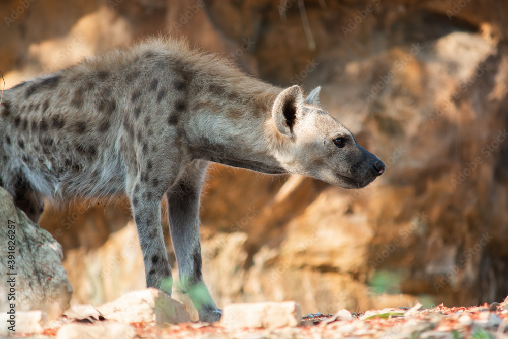 Hyena Stock Photo | Adobe Stock