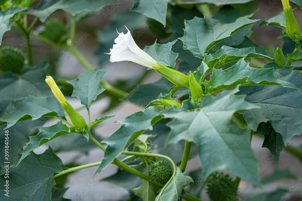 Hallucinogen plant Devil's Trumpet (Datura Stramonium), also called ...
